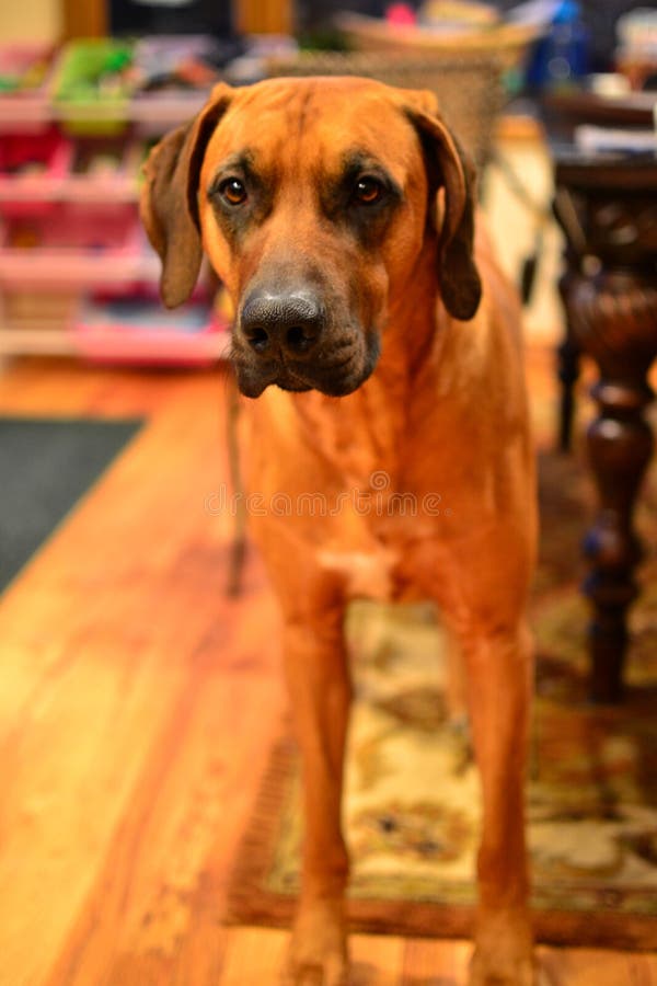 Brown Rhodesian Ridgeback Szczeniaka Pies Obraz Stock - Obraz złożonej ...
