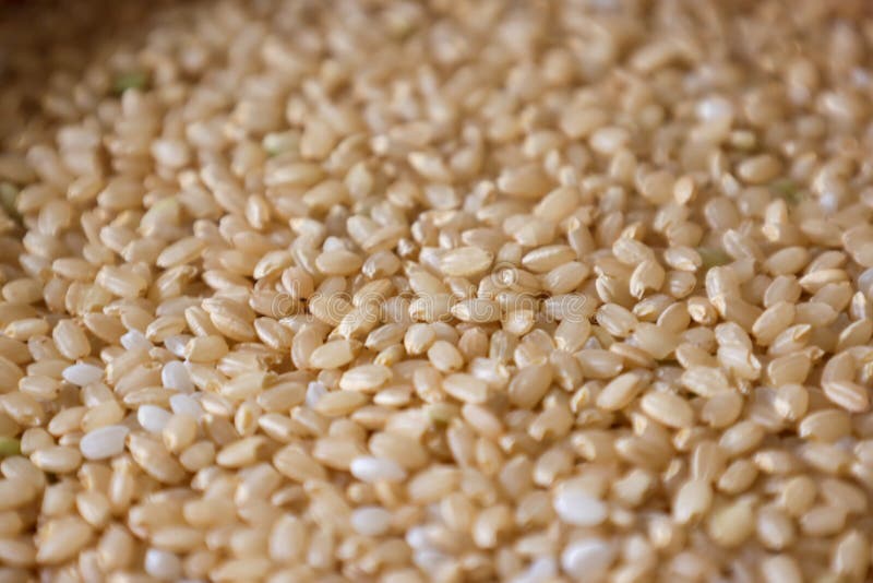 Brown Rice Fills in a Whole Screen. Stock Image - Image of rice ...