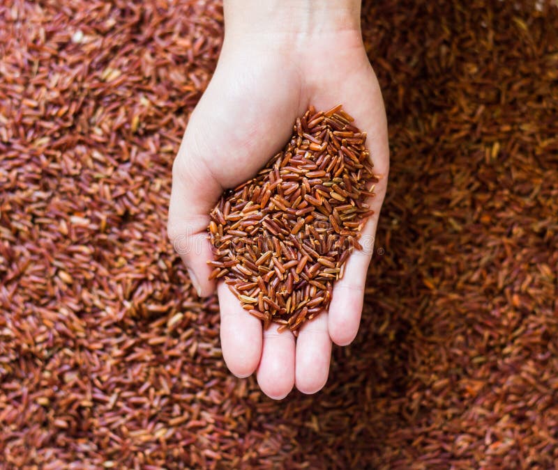 Brown Rice on Hand stock photo. Image of healthy, eating - 55638396