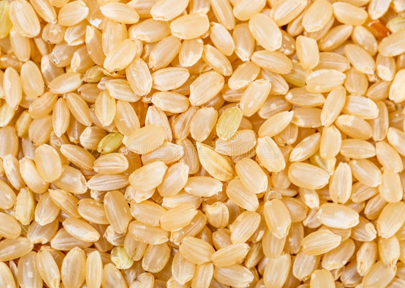 Brown rice stock photo. Image of brown, rice, chnese - 33372338