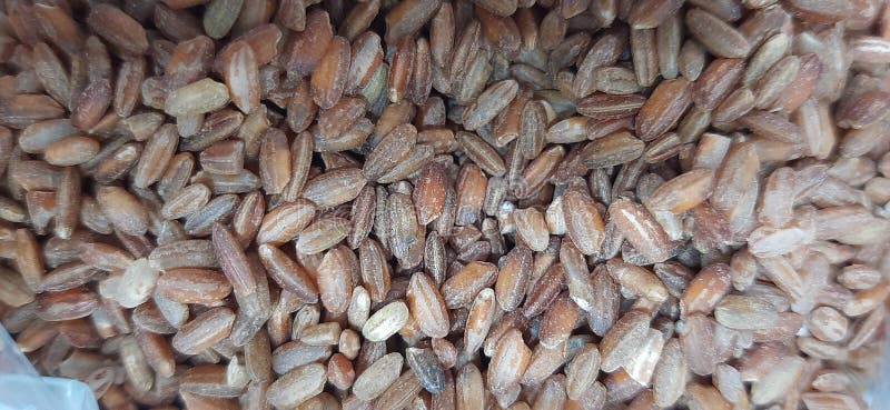 Brown rice. low sugar rice stock image. Image of agriculture - 268875567