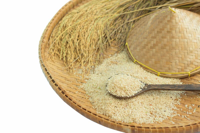 Brown Rice and Paddy Rice on Bamboo Stock Photo - Image of crop ...