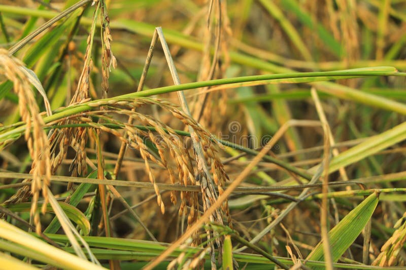 Brown Rice Plant Agriculture in Asia Stock Photo - Image of nature ...