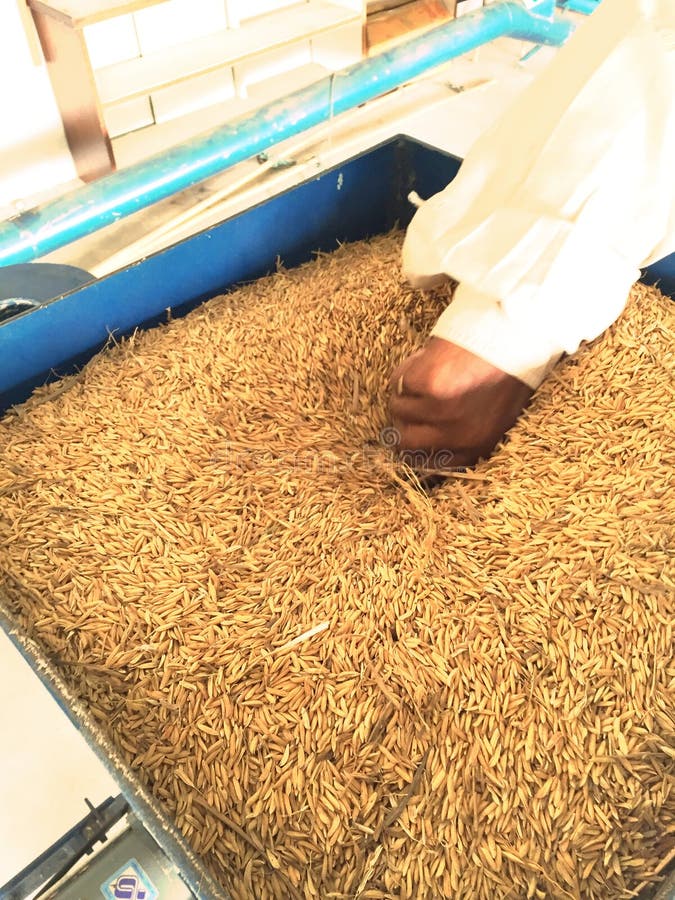 Brown Rices Were Came Out from the Paddy Separator Machine. in Rice ...