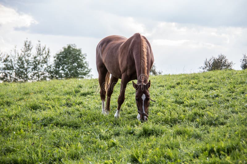 Brown Riding Horse on Pasture Stock Photo - Image of horse, beauty ...