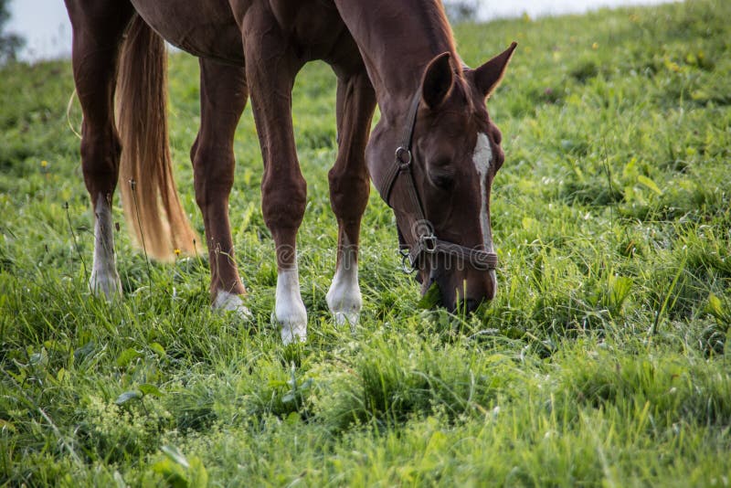 Brown Riding Horse on Pasture Stock Photo - Image of grasen, grace ...