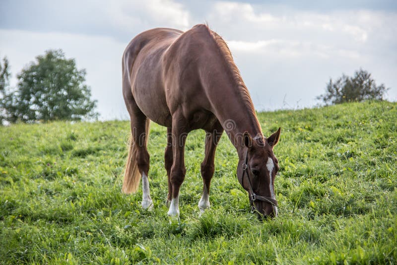 Brown Riding Horse on Pasture Stock Image - Image of stallion, pale ...