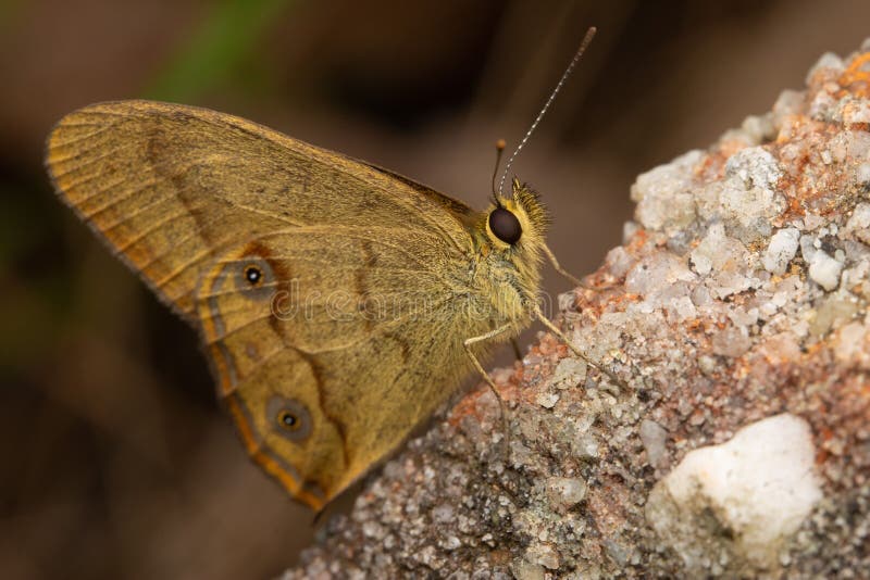 Brown Ringlet (Aphantopus Hyperantus) Perched on Rock Stock Image ...