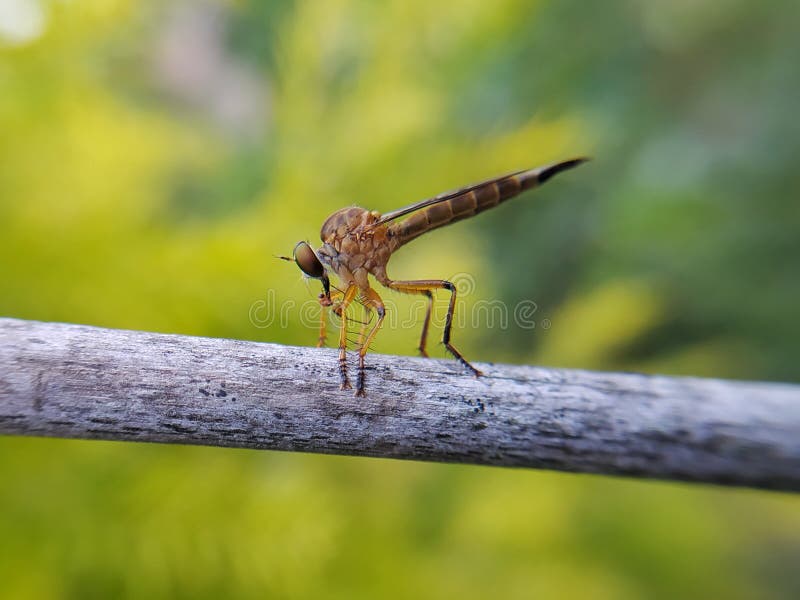 The Brown Robber Fly Sit on the Branch Looking for Foods during the ...