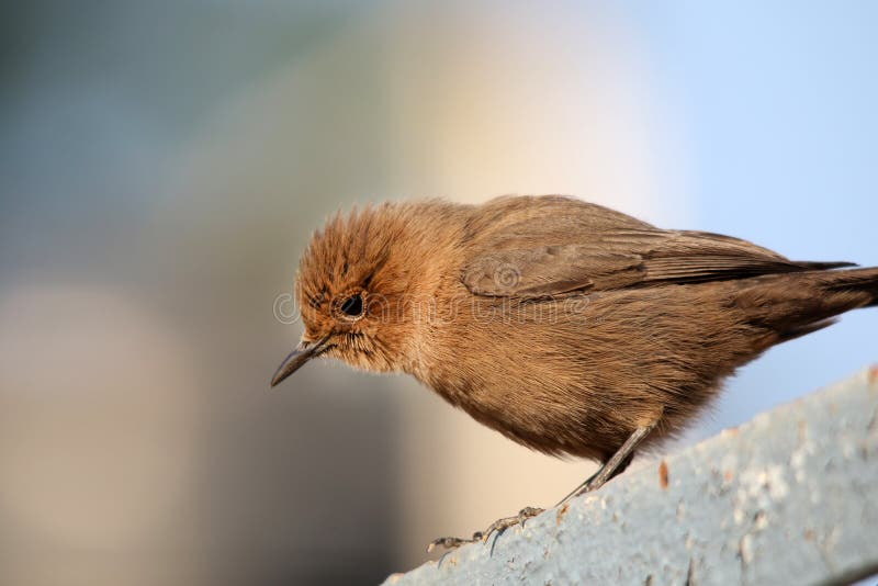 Brown robin stock photo. Image of robin, colors, indian - 62774250