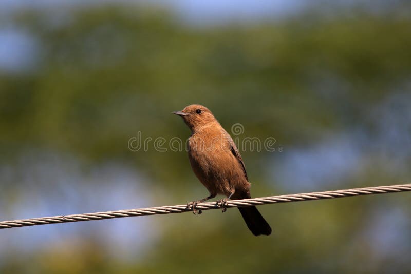Brown robin stock image. Image of wildlife, robin, indian - 62774697