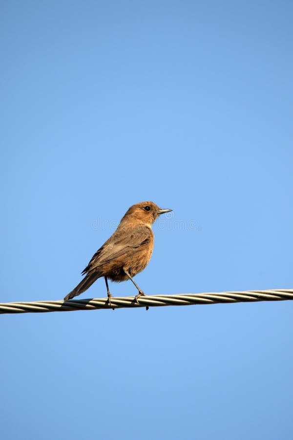 Brown robin stock photo. Image of breast, bill, winters - 62774754