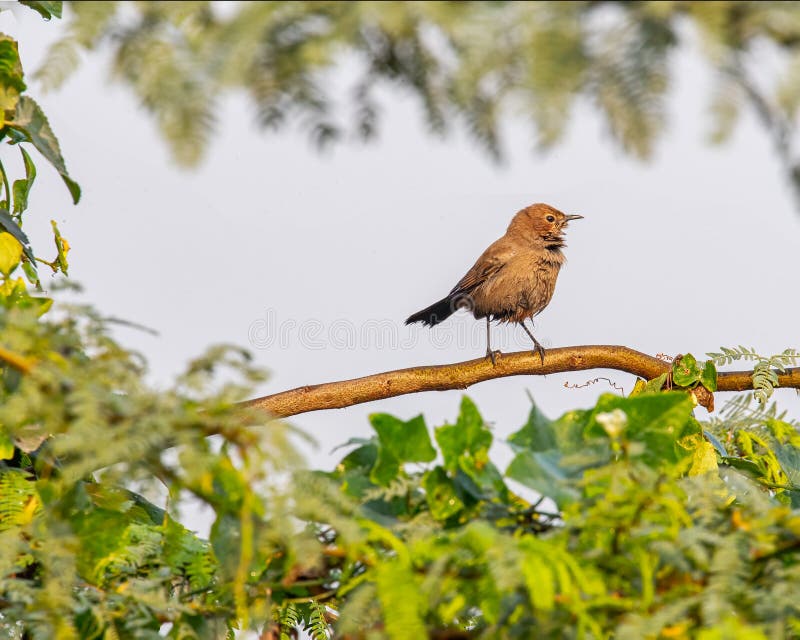 A Brown Robin sitting stock image. Image of white, green - 274508745