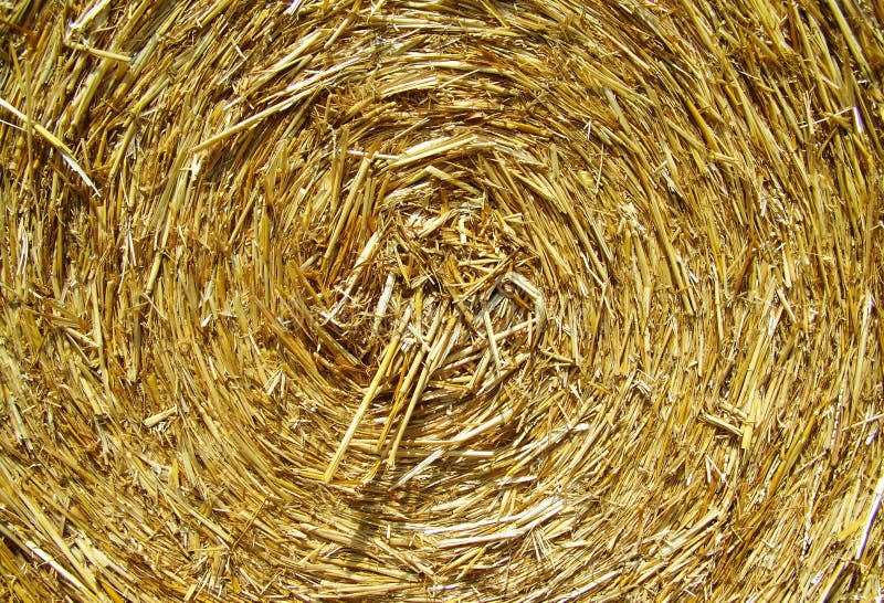 Brown Rolled Hay Picture. Image: 82973976