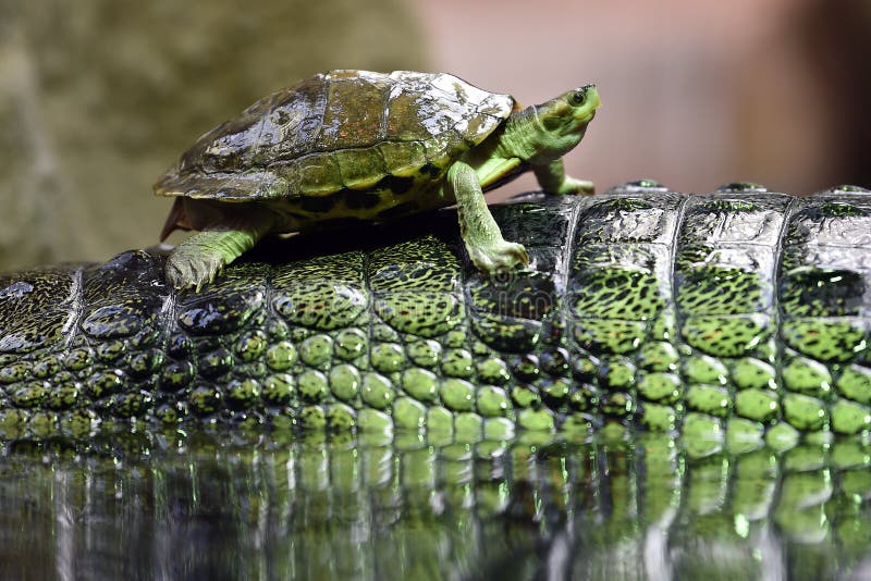 Brown roofed turtle stock image. Image of back, roofed - 112956211
