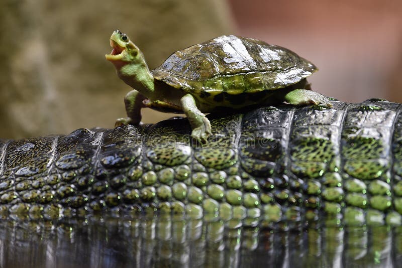 Brown roofed turtle stock photo. Image of detail, sitting - 112956218