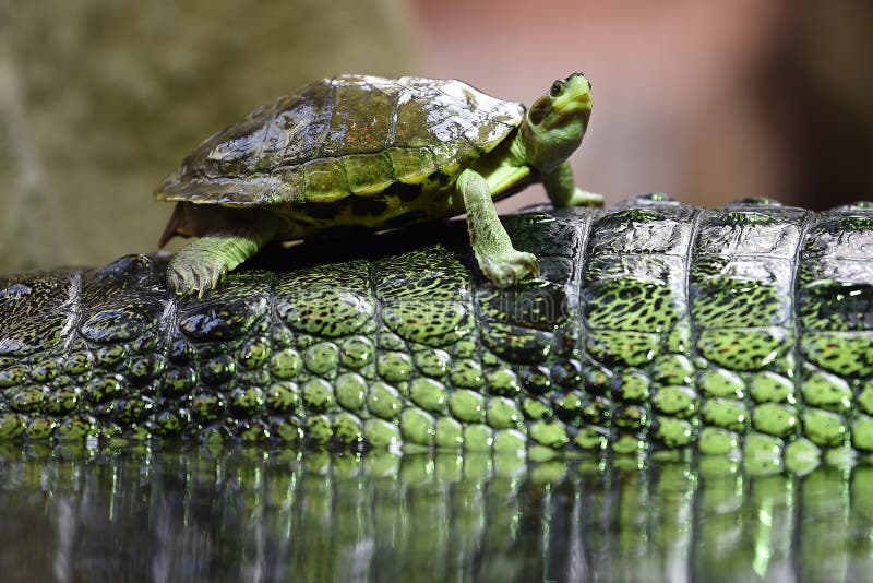 Brown roofed turtle stock photo. Image of brown, sitting - 112956256