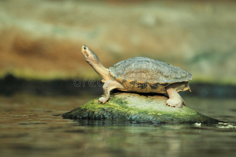 Brown roofed turtle stock photo. Image of nature, reptile - 36298786
