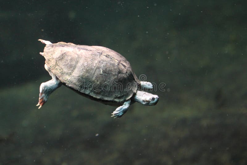 Brown roofed turtle stock image. Image of animal, brown - 30278967