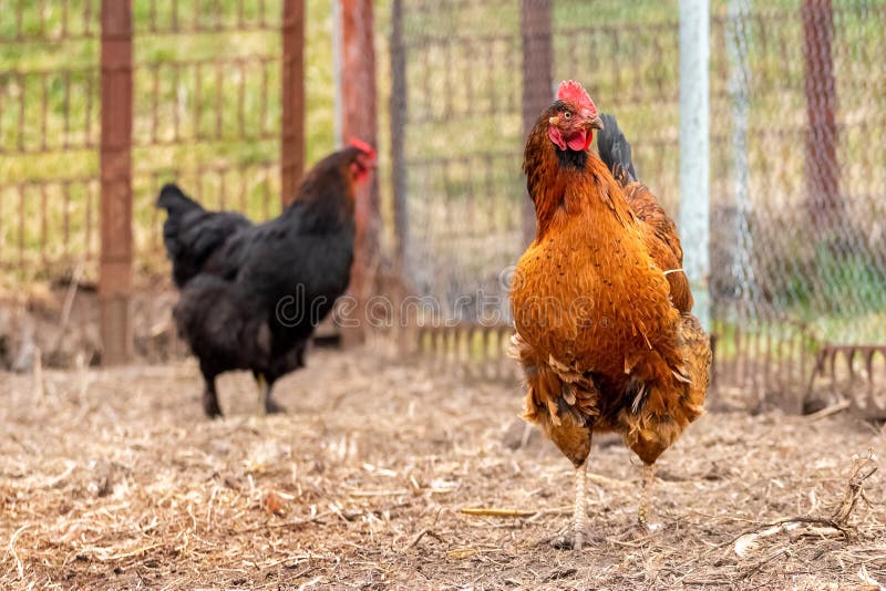 Brown Rooster and Black Chicken on the Farm Stock Photo - Image of ...