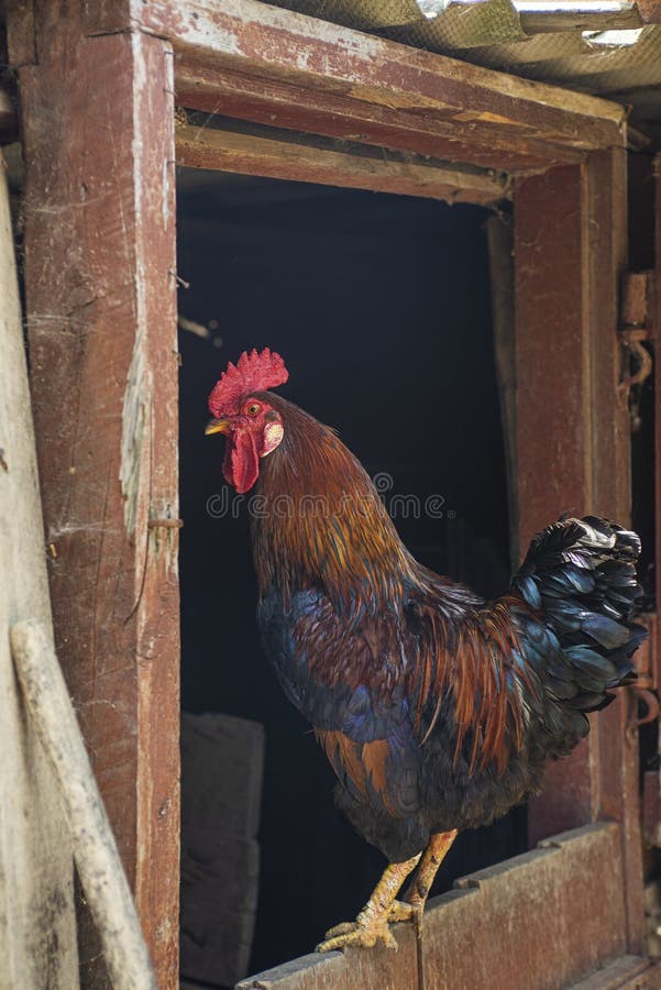 Brown Rooster with Red Comb and Black Tail on Farm. Beautiful Rooster ...