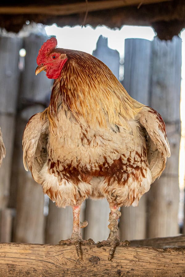 A Brown Rooster Sits on a Perch in a Village Barn Stock Photo - Image ...