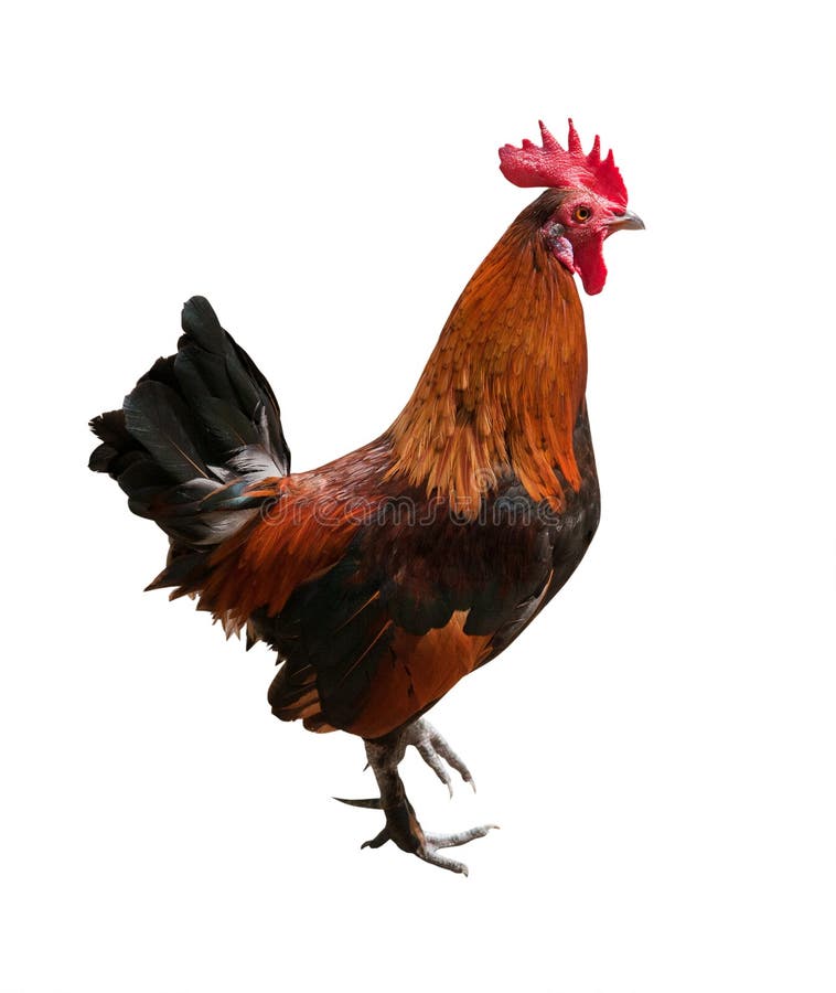 Brown Rooster Standing on One Leg Stock Photo - Image of farm, neck ...