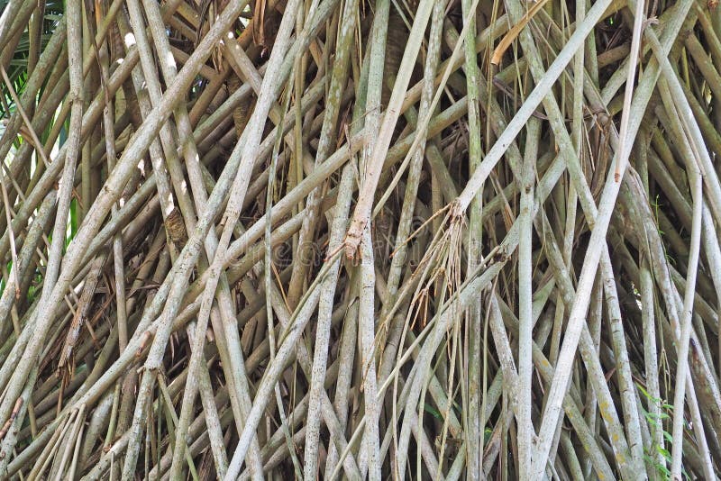 Brown Tree Root Picture. Image: 82987208