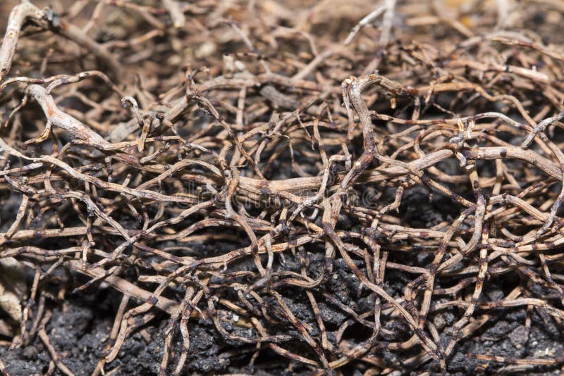 Brown rootlet stock image. Image of plant, soil, root - 32537295