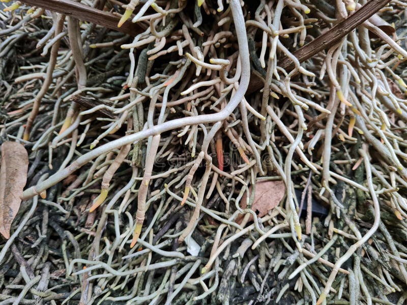 Brown Roots and Trunk of a Giant Banyan Tree in a Park Stock Photo ...