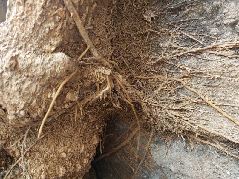 The Brown Roots of the Betel Plant Stick on the Gray Rough Wall Stock ...
