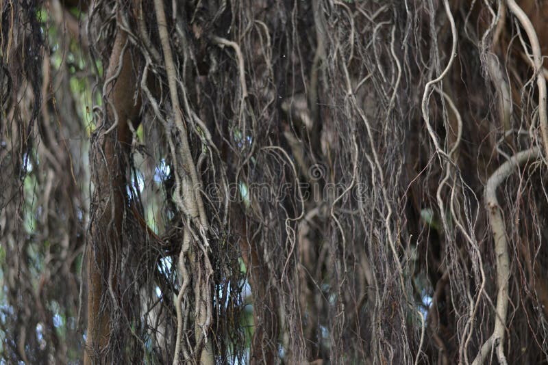Hanging roots stock photo. Image of singapore, vegetation - 77278786