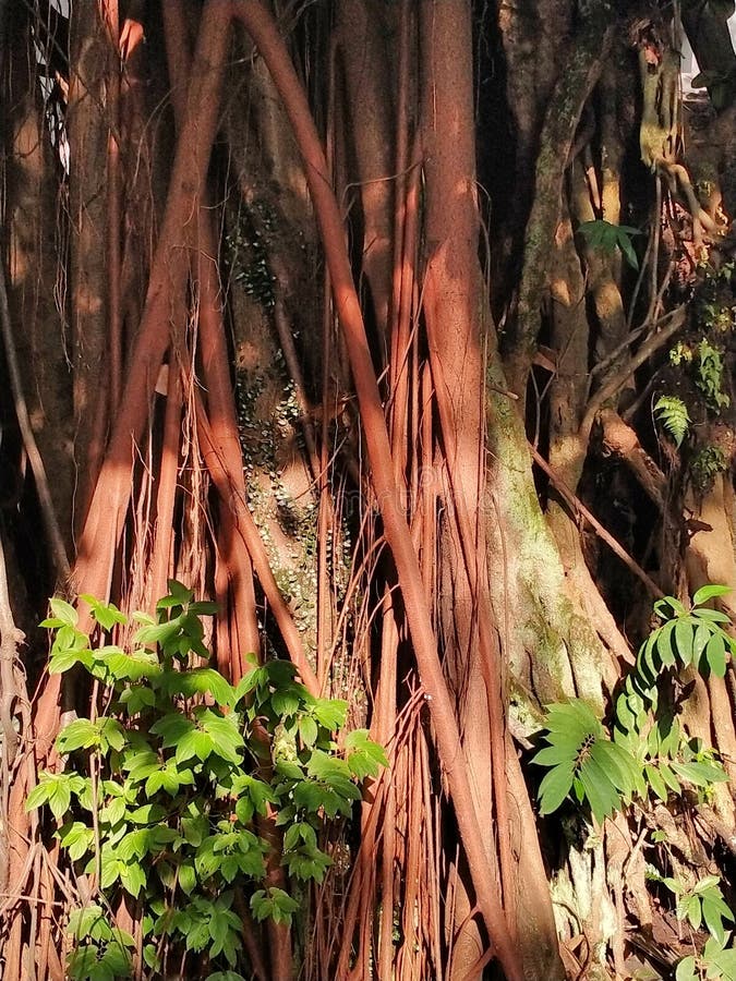 The Brown Roots of a Large Tree are Intertwined with the Surrounding ...