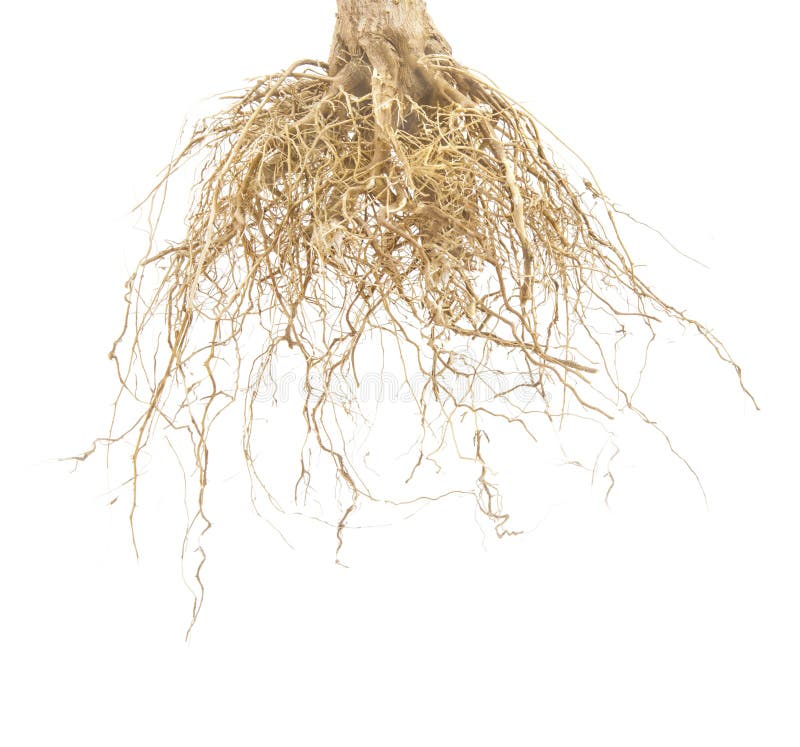 Brown Roots and Trunk of a Giant Banyan Tree in a Park Stock Photo ...