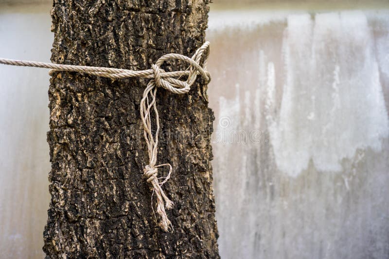 Rope tied around tree stock image. Image of black, gallows - 45628311