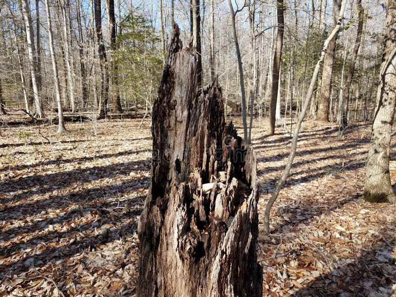 Brown Rotting Tree Trunk in Woods or Forest Stock Image - Image of ...