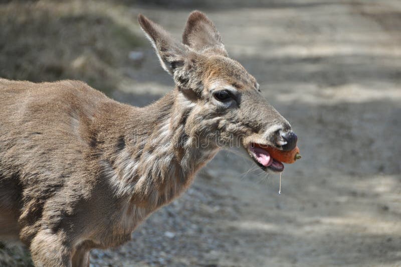 Brown-Rotwild, Die Karotte Essend Geifern Stockbild - Bild von tier ...