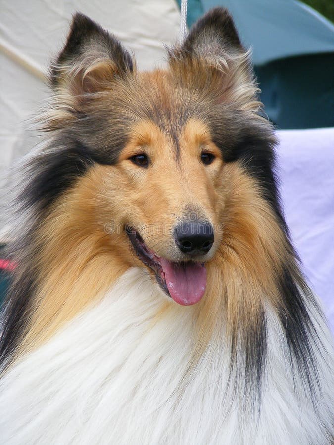 Brown Rough Collie Portrait Royalty Free Stock Image - Image: 25721516