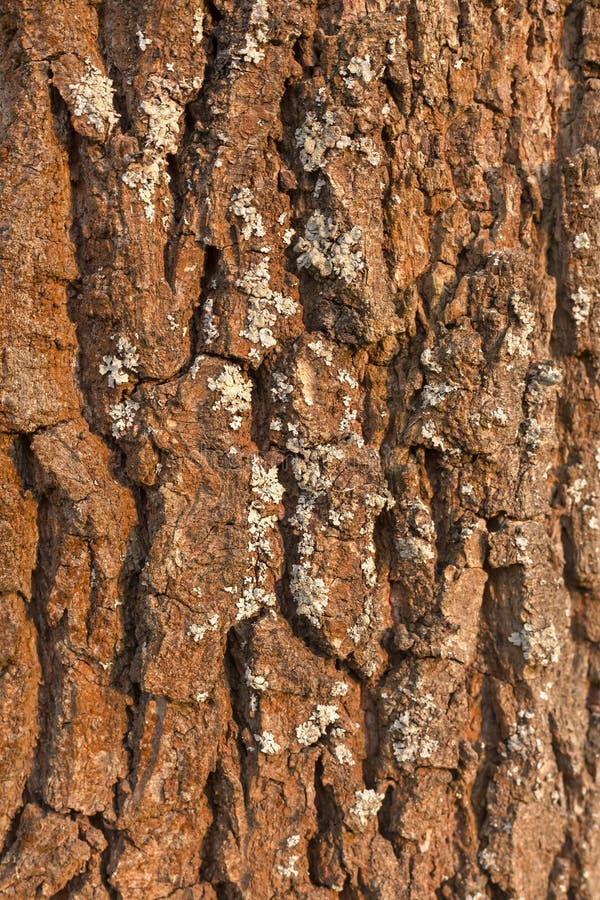 Brown Rough Oak Bark Covered with Lilichen Stock Image - Image of ...