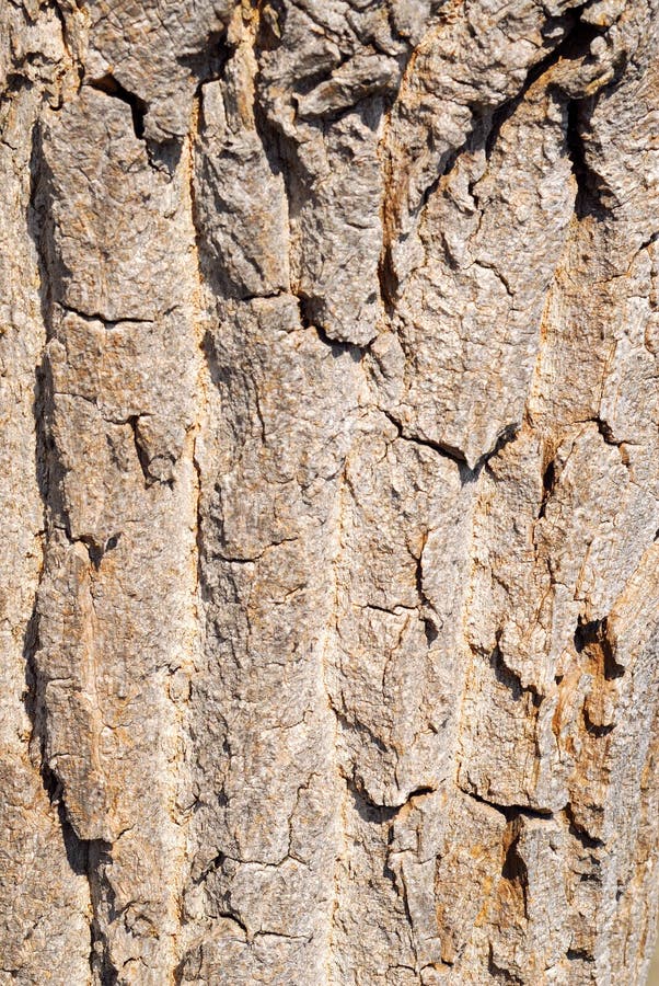 Brown Rough Tree Bark Texture Stock Photo - Image of plant, protection ...