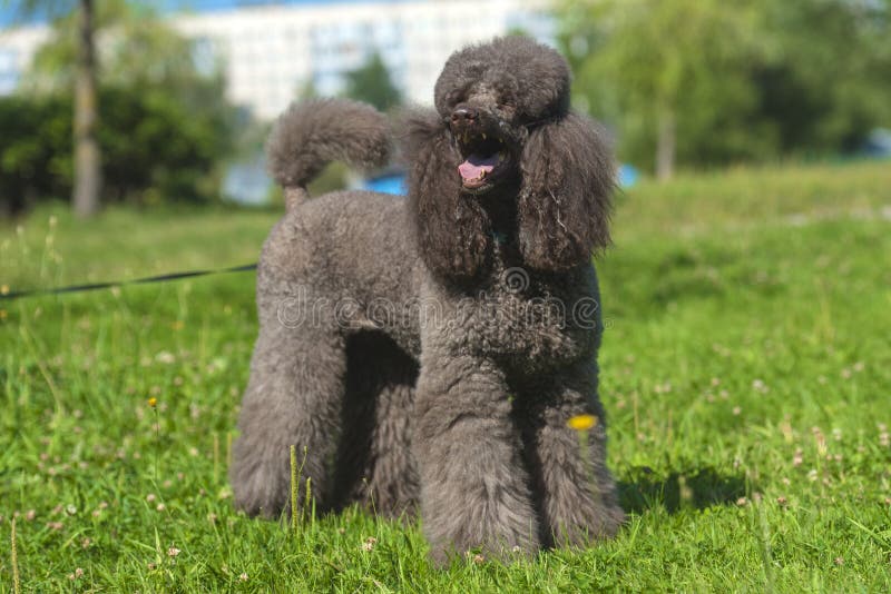 Brown Royal Poodle in the Summer Stock Image - Image of male, nature ...