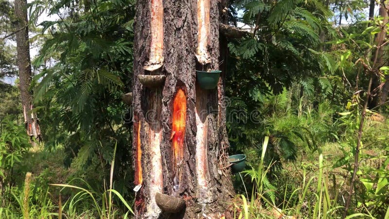 Rubber Tree Leaves Moved by the Wind in a Forest Full of Trees in ...