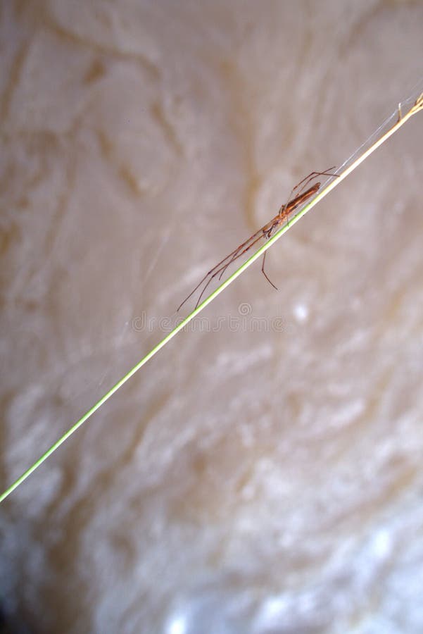 Skinny Spiders Waiting for Prey in Its Web` Stock Image - Image of ...