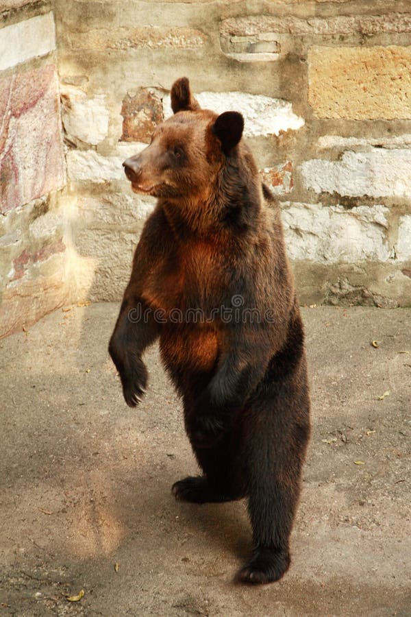 Brown Russian bear stock photo. Image of russia, animal - 3024184