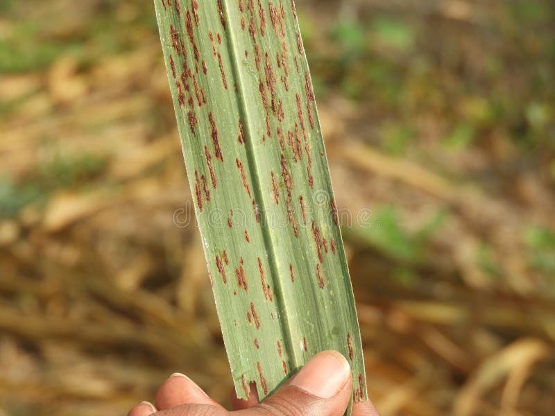 Brown rust of sugarcane stock photo. Image of saccharum - 270145136