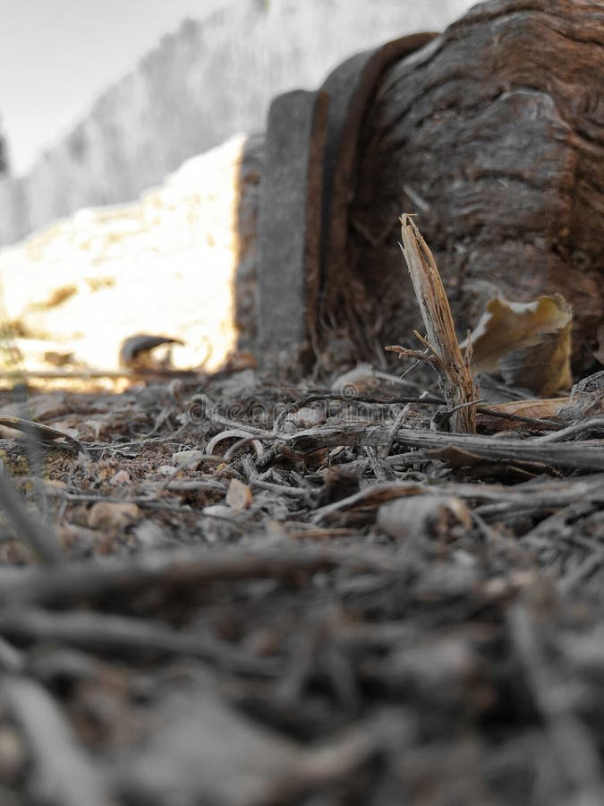 Brown Rust Tree Leaves Rocks Stock Image - Image of leaves, rocks ...