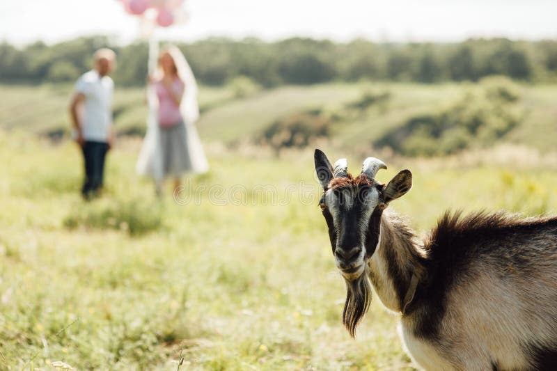 Brown Rustic Goat in the Pasture. Stock Image - Image of head, focus ...