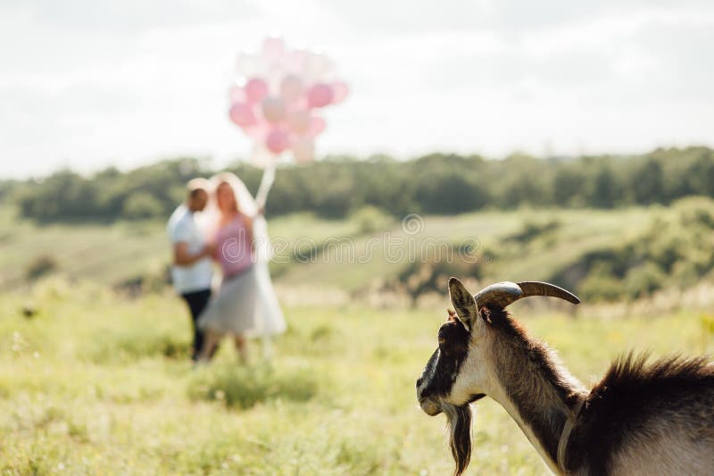 Brown Rustic Goat in the Pasture. Stock Photo - Image of black, focus ...