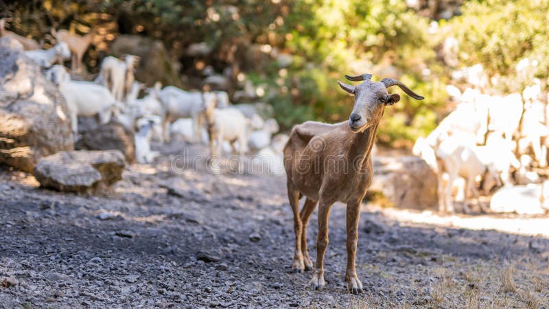 Brown Saanen Goat on the Mountain Looking on the Side Stock Photo ...