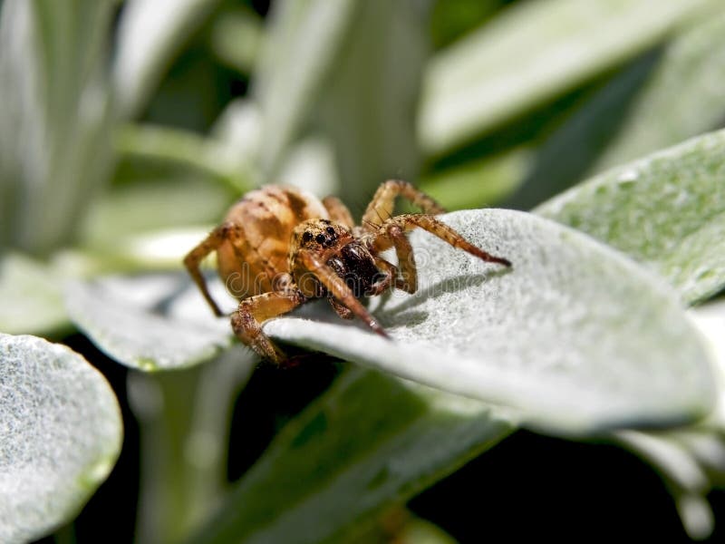 Brown Sac Spider 1 stock photo. Image of silks, spiders - 29048054